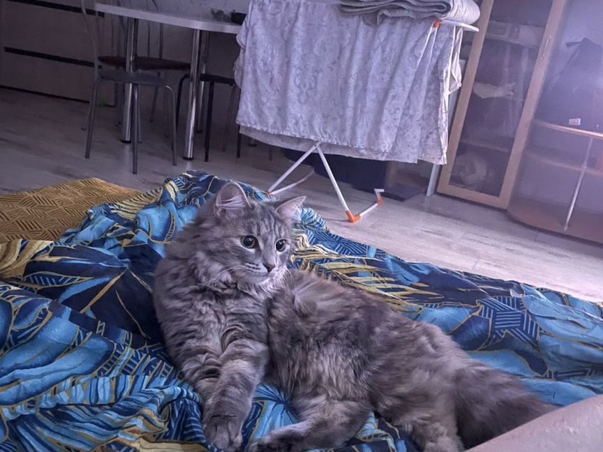 Отдам в добрые руки кошку