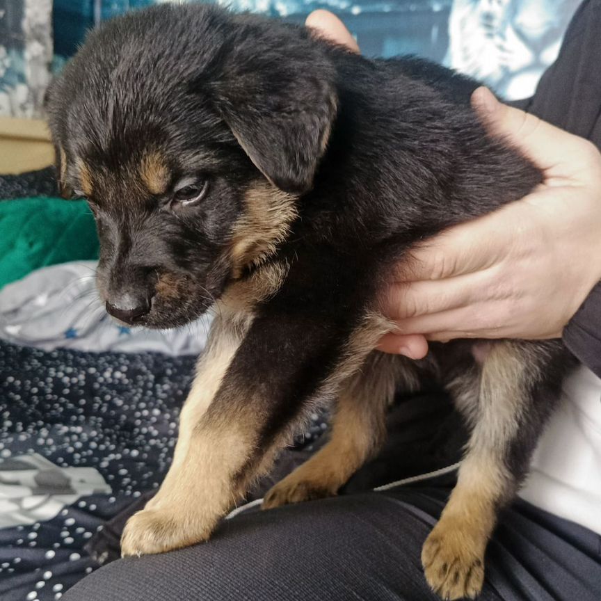 Восточноевропейская овчарка, щенок