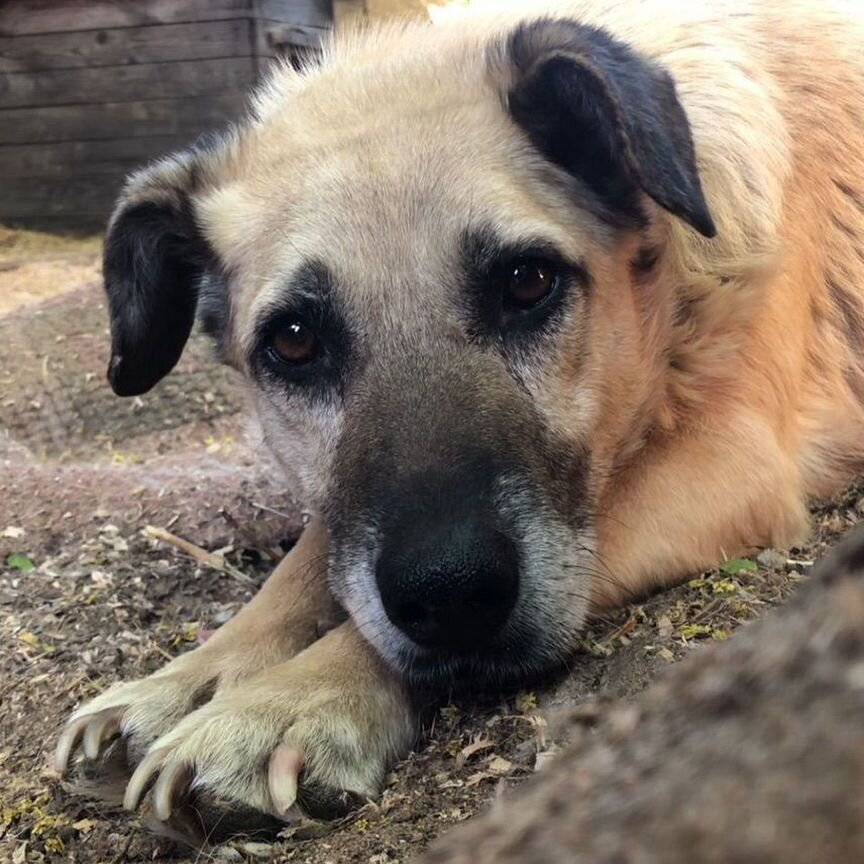 Собака в добрые руки