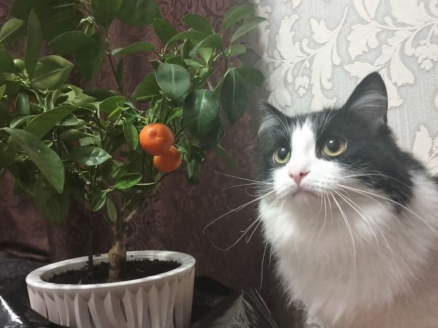 Кошечка в добрые руки