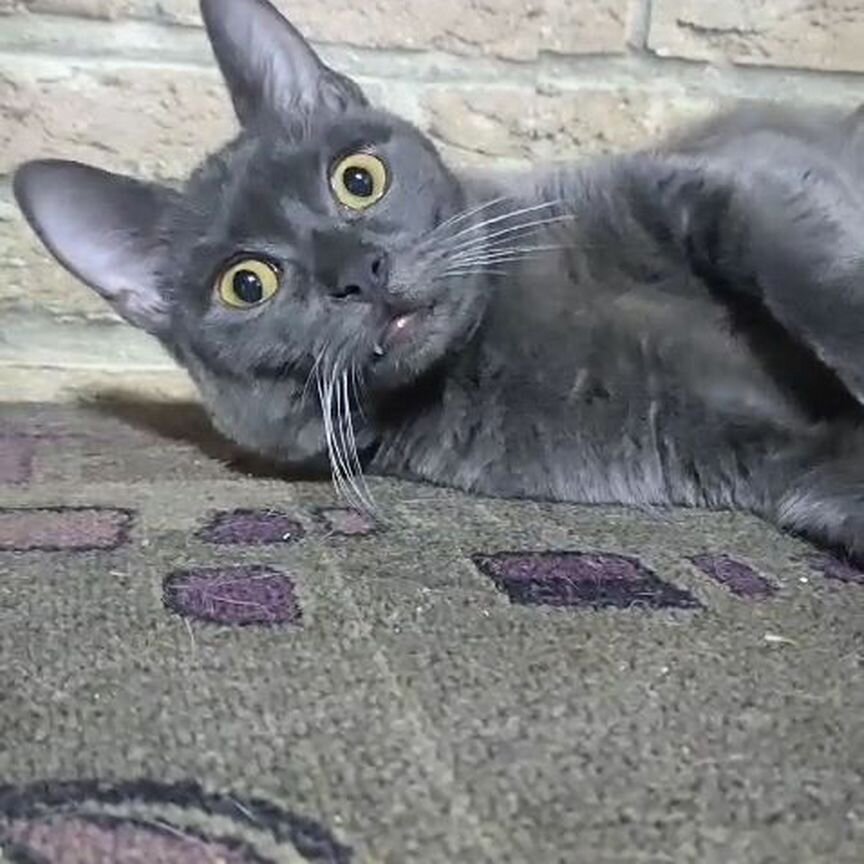 Молодые котята в добрые ручки