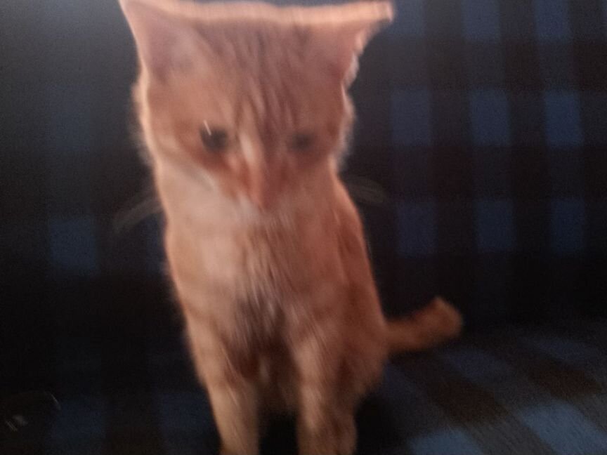 Кот имя Рыжик ласковый, игривый