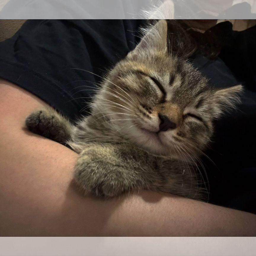 Котёнок в добрые руки