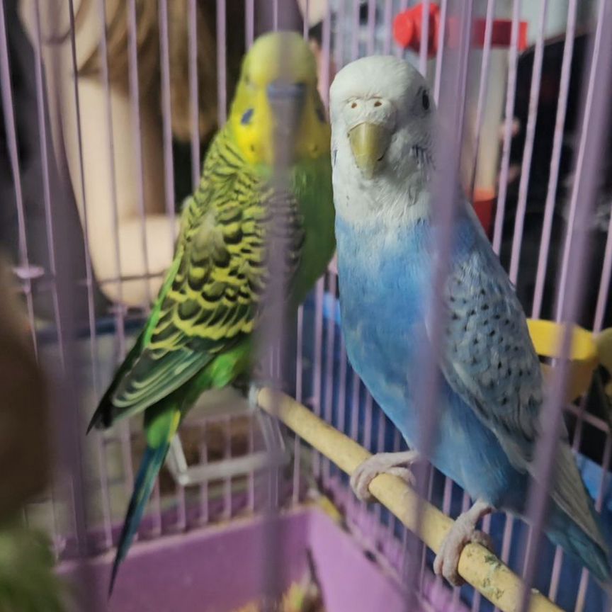 Волнистый попугай с клеткой