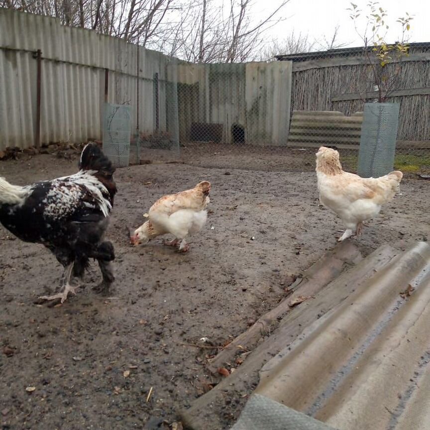 Куры фавероль