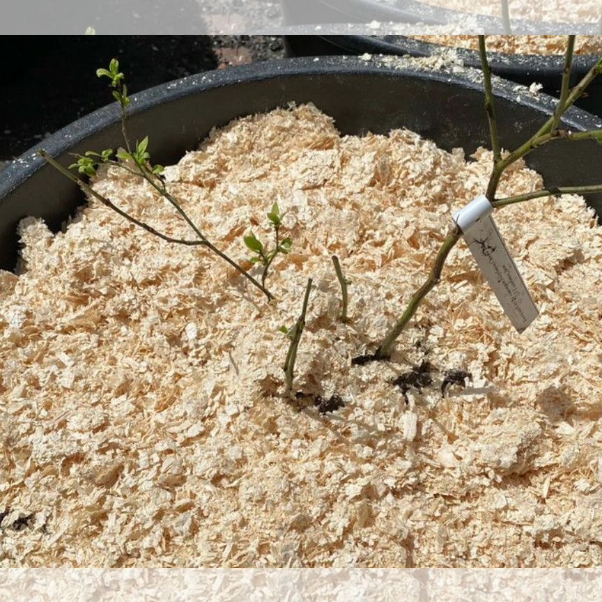 Бесплатный мешок стружки с самовывозом