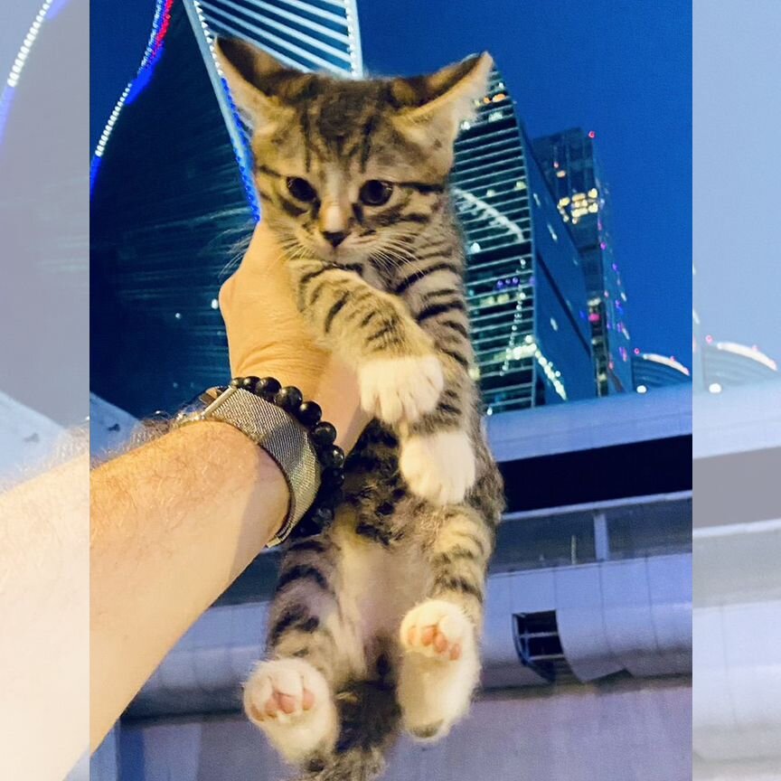 Котик 2 месяца ждет тепла любви и заботы