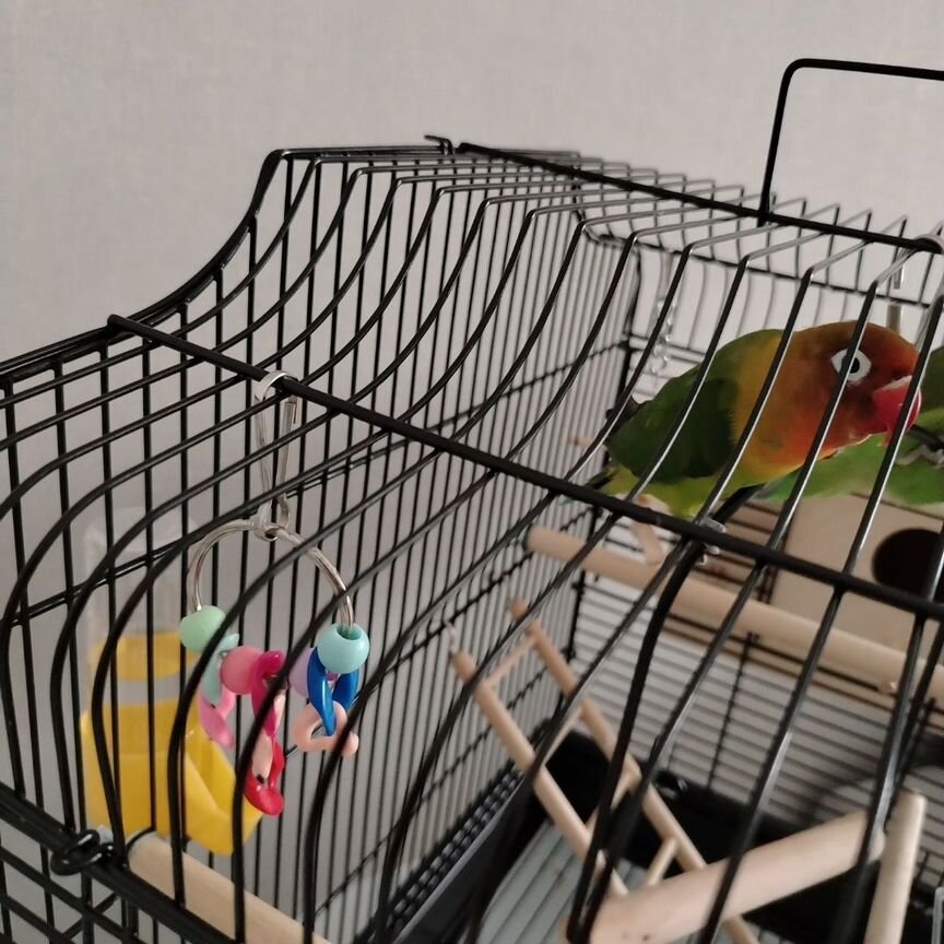 Попугай фишер