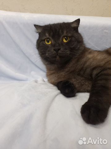 Кастрированный кот Барон ищет дом