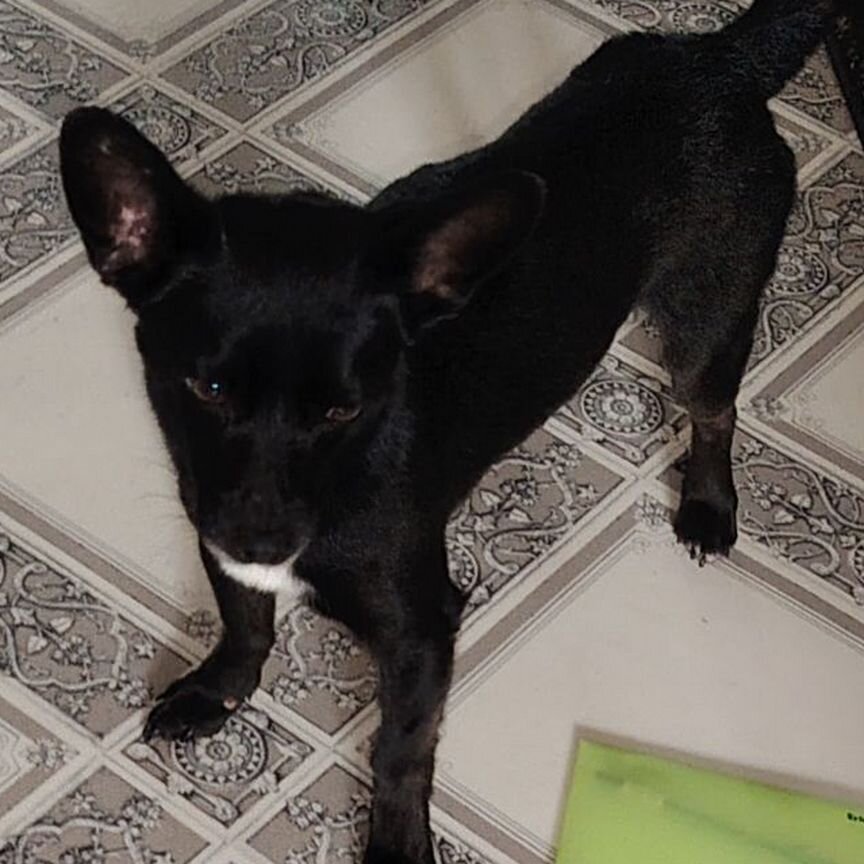 Цвергпинчер, взрослый пёс