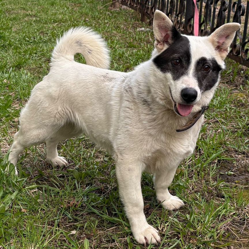 Взрослая собака в добрые руки