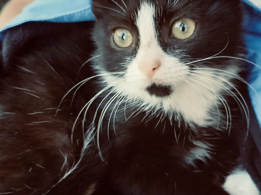 Кошка