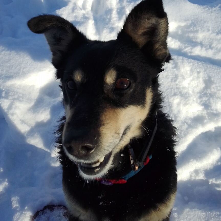 Маленький беспризорный пёсик