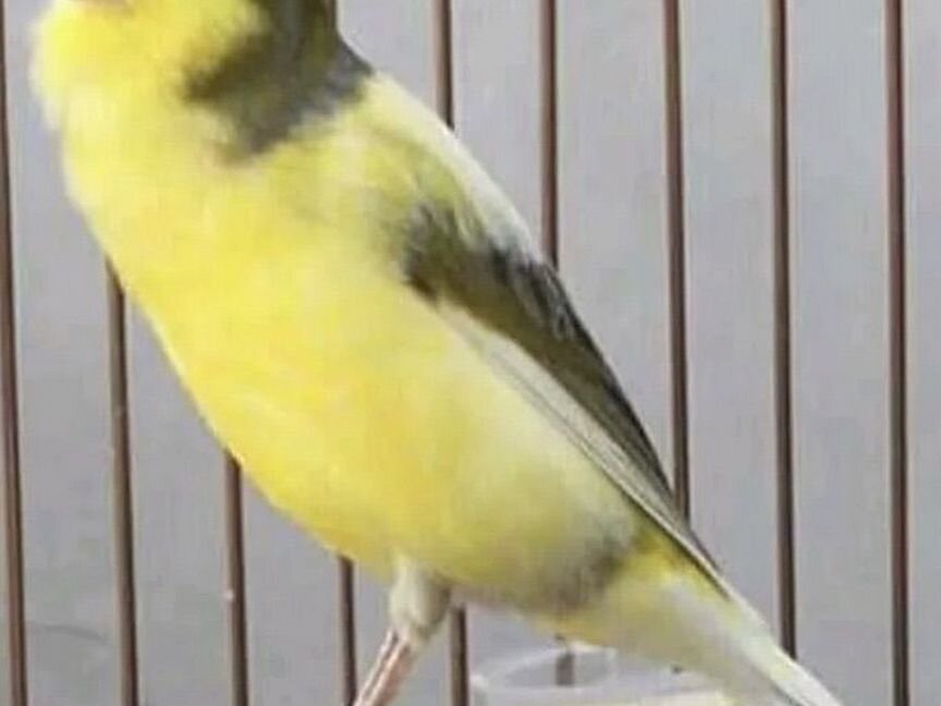 Канарейки ватерслягеры, гарцский роллер