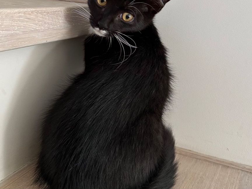 Кошка котенок черная белая с губами в добрые руки