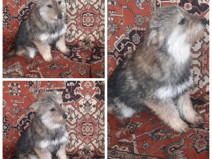 Собачка в добрые руки