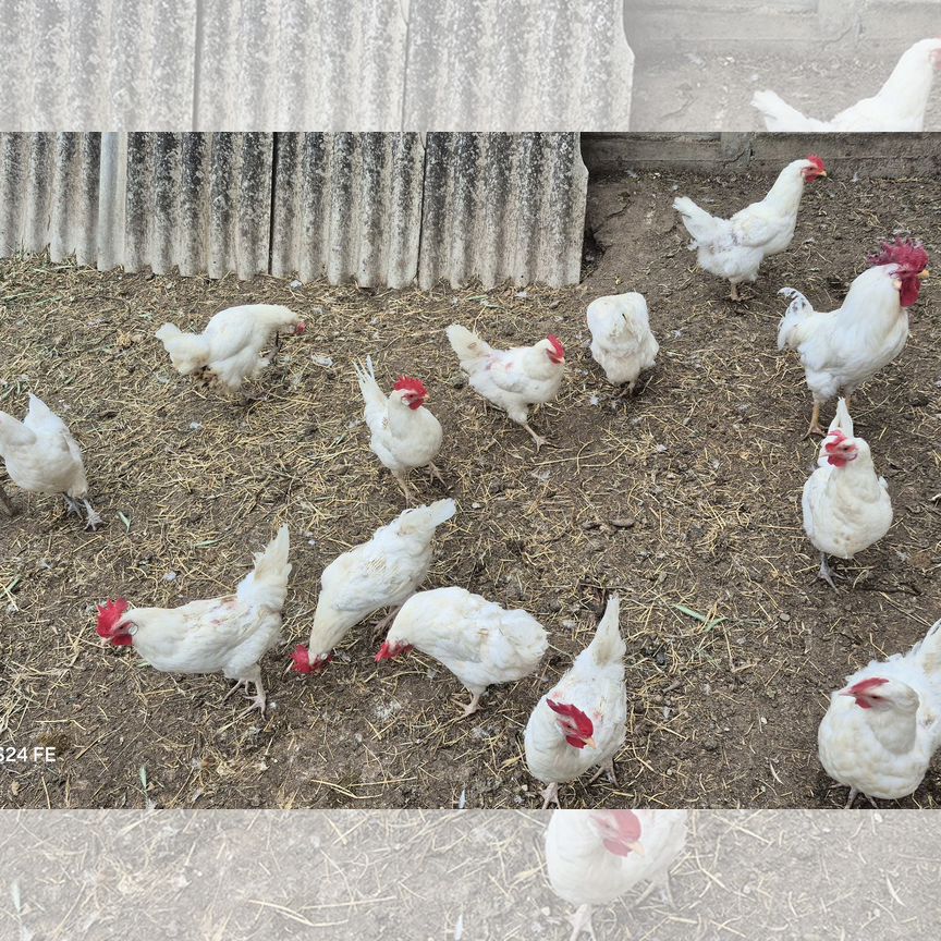 Куры несушки легорн