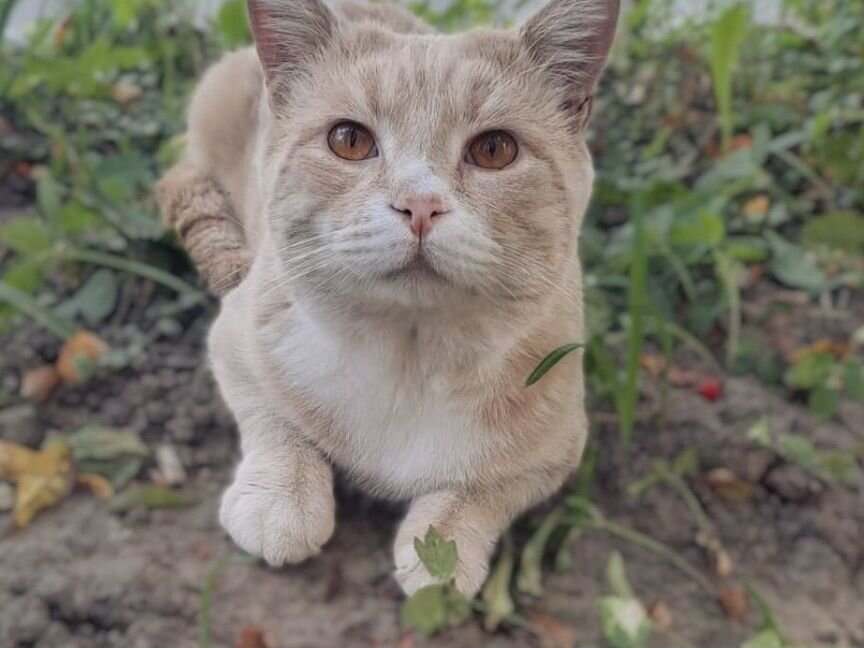 Котик в добрые руки