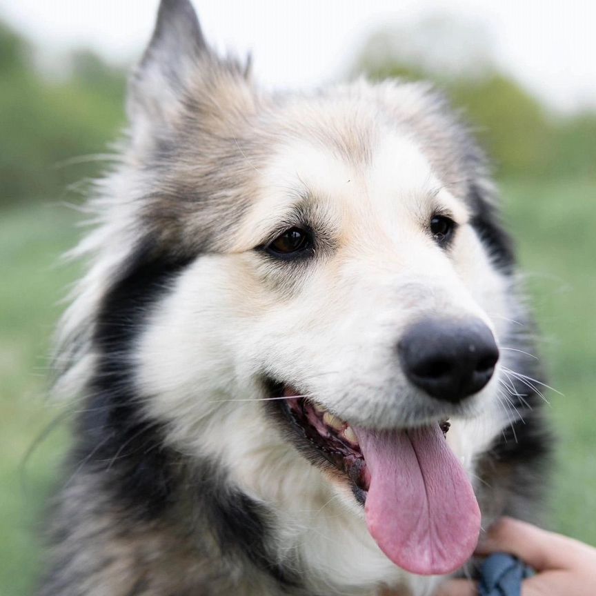 Взрослая собака в добрые руки