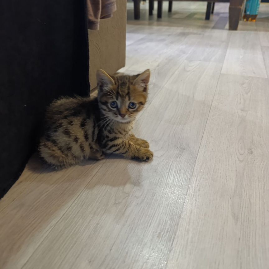 Котёнок в добрые руки