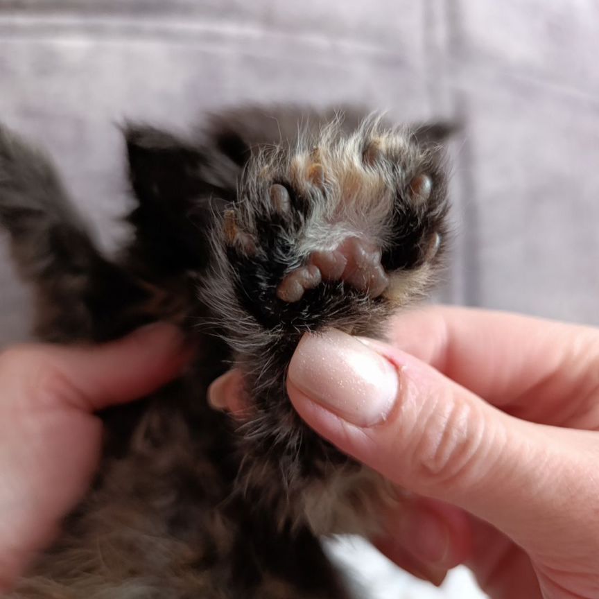 Мейн-кун полидакт