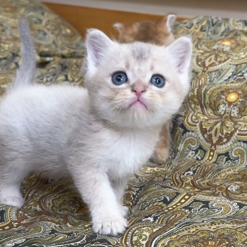 Британские котята шиншилла