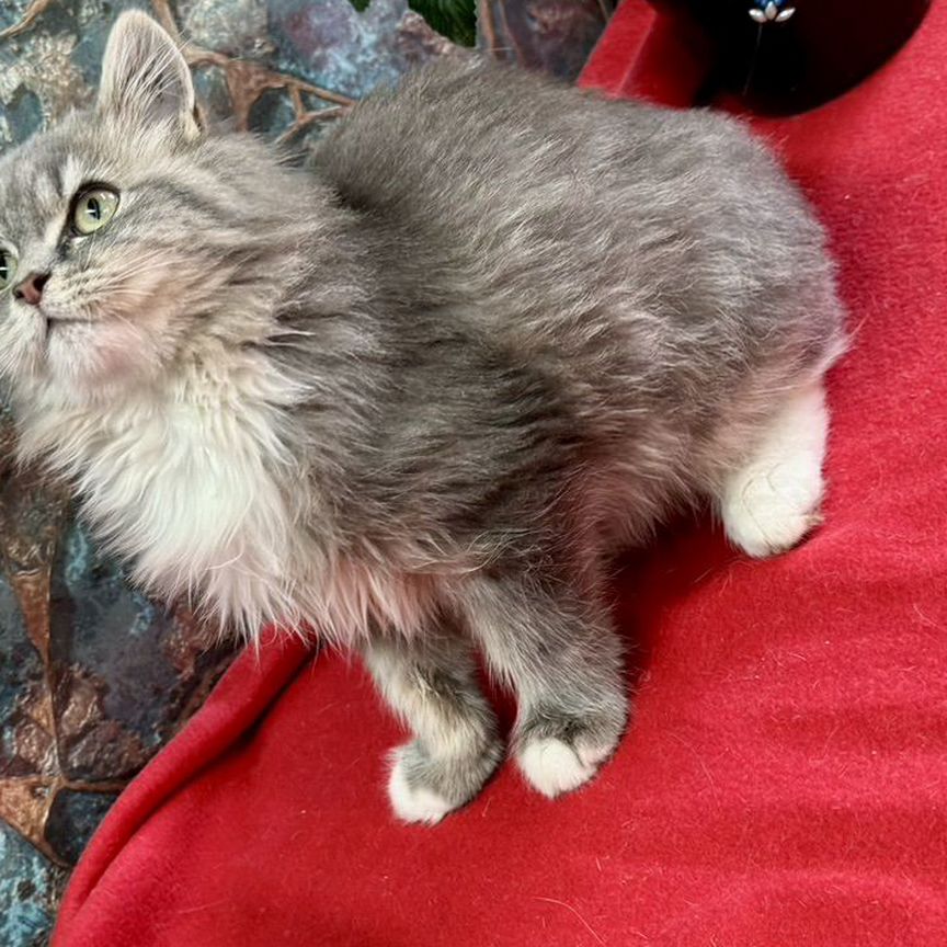 Котенок Кузенька 3,5 месяца ищет свой дом