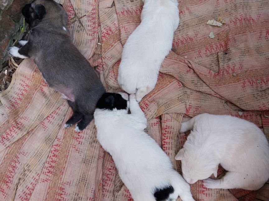 Отдадим щенков в хорошие руки