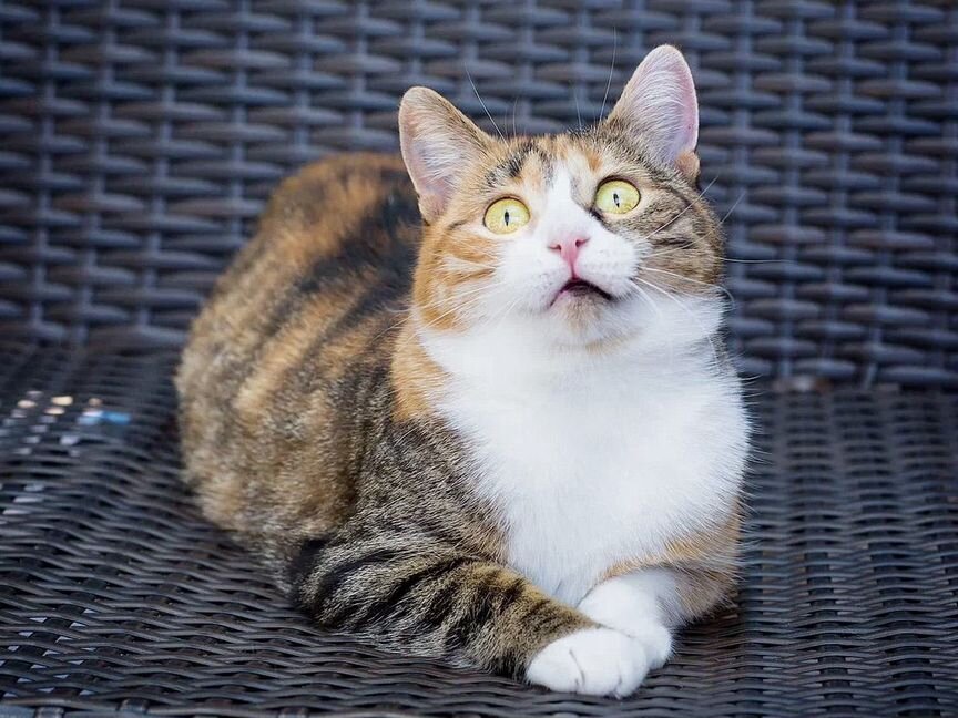 Кошка Лима, нежнее нежного