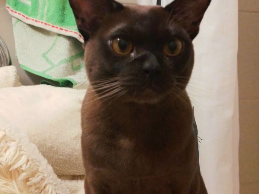 Вязка бурманский кот