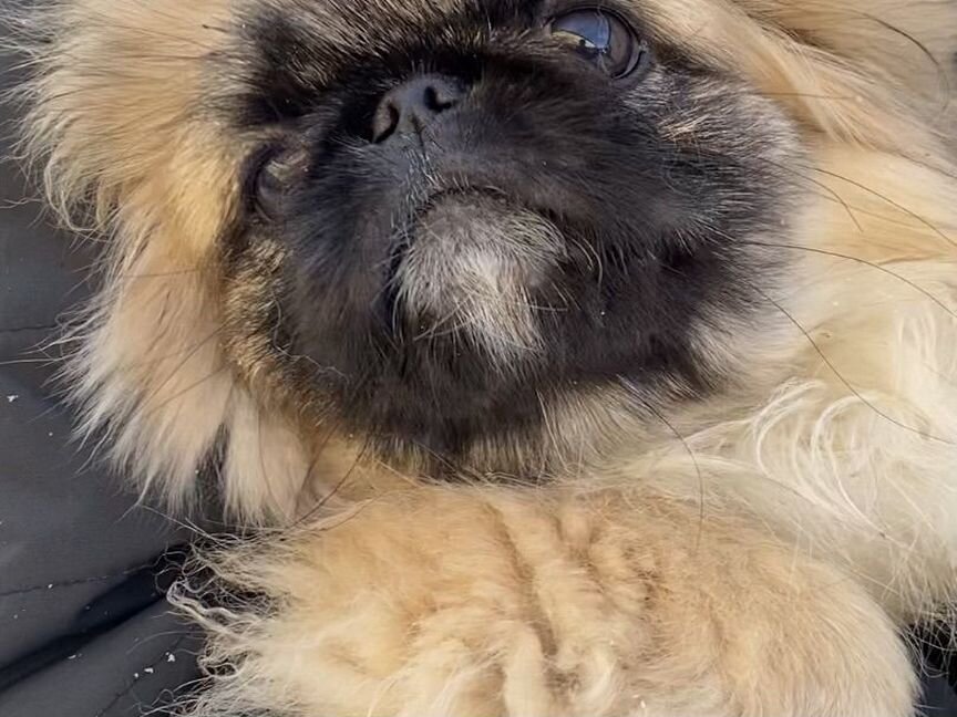 Королевский пекинес