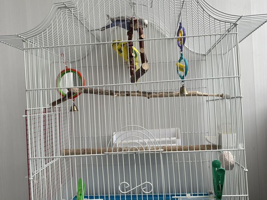 Клетка с 2 Попугаями