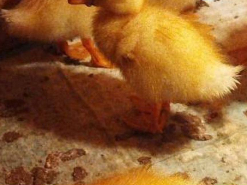 Утята суточные