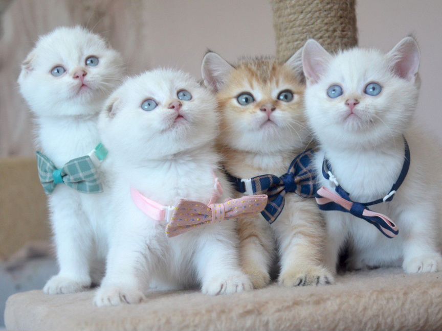 Шотландские золотые шиншиллы котята