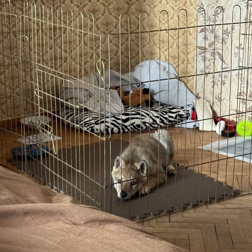 Вольер для животных с дверцей металлический