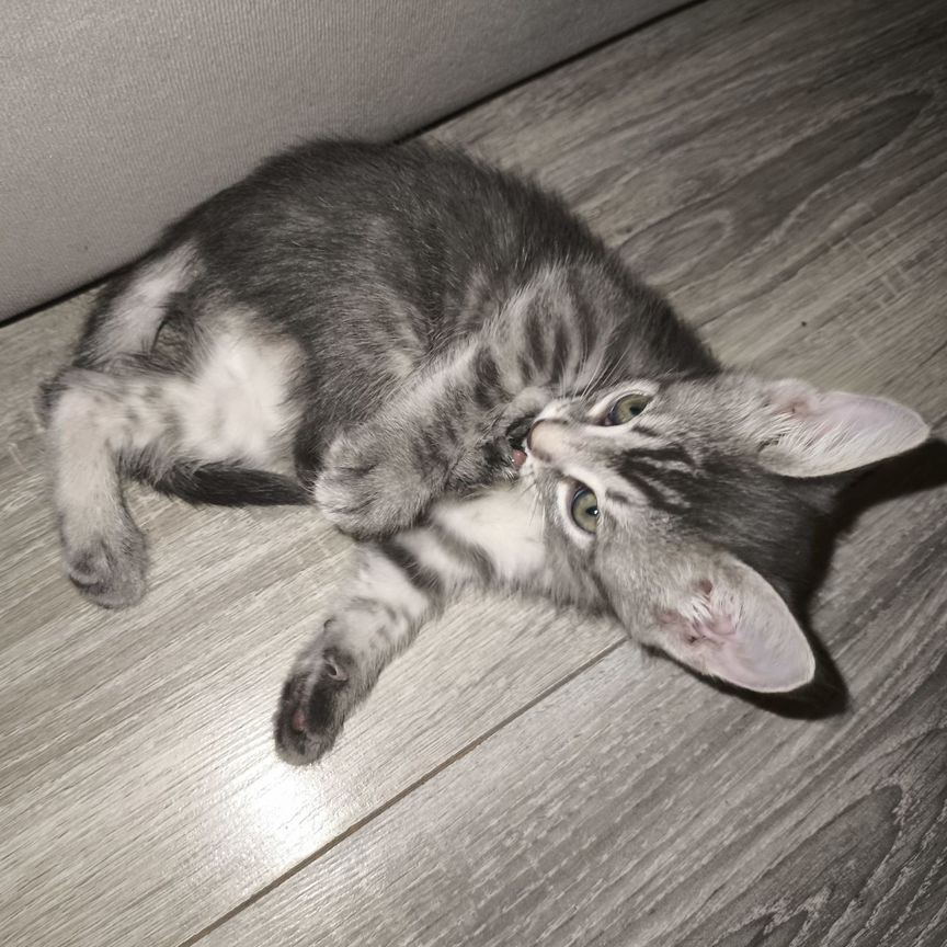 Котенок девочка в добрые руки