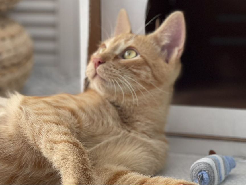 Котенок Кокос