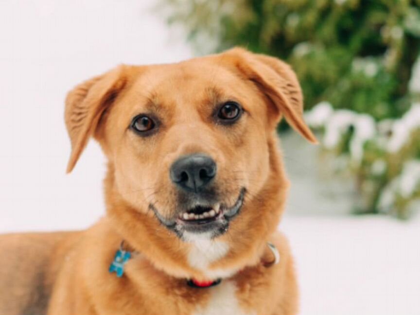 Собака домашняя