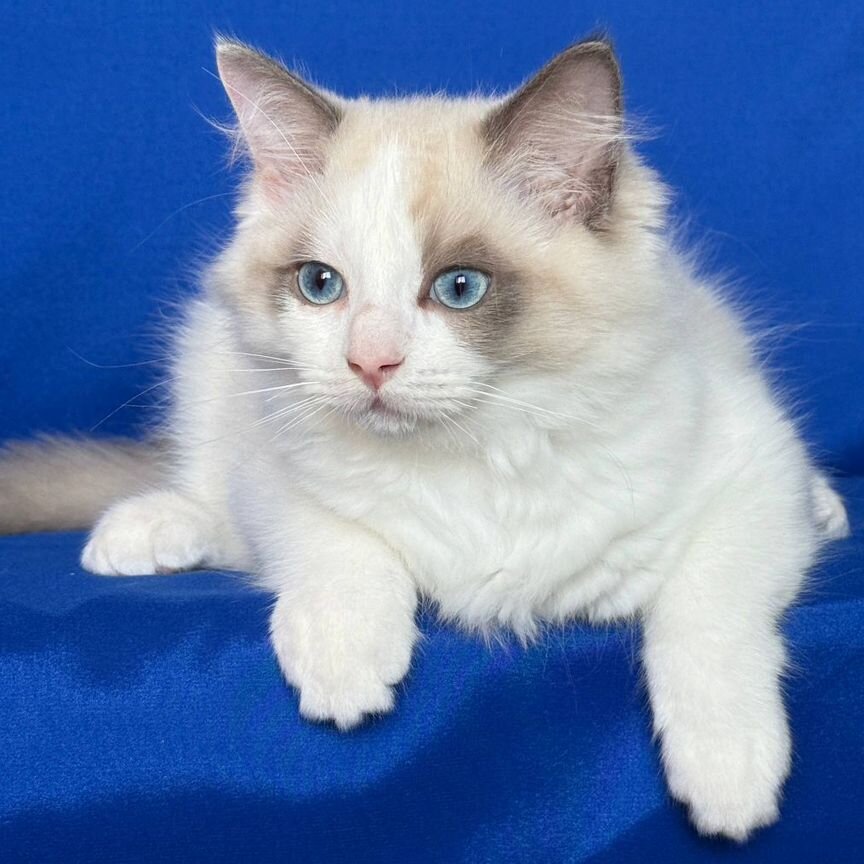 Котята Регдолл