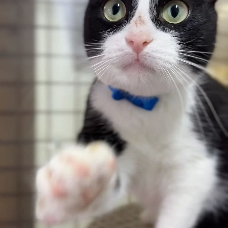 Кеша так хочет любви