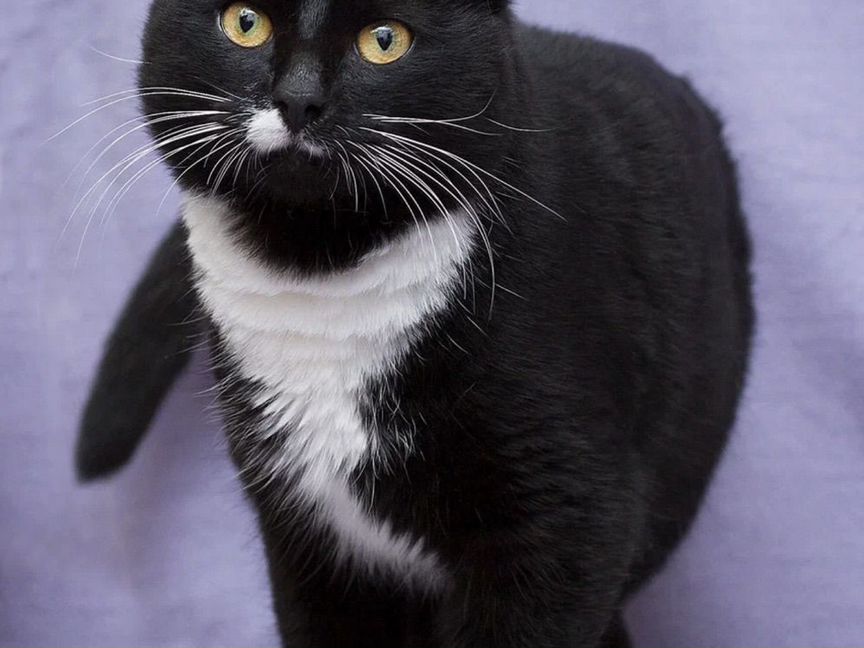 Котик Срэчко ждет семью