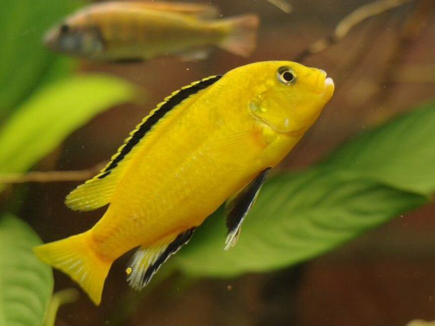 Цихлиды еллоу