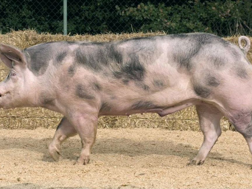 Сам себе осеменатор домашних свиней