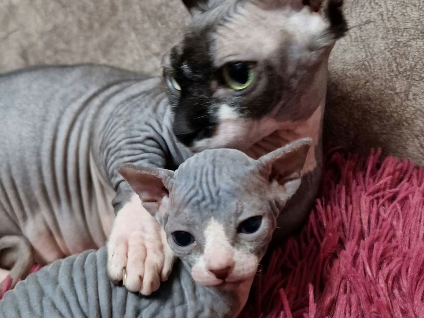 Канадский сфинкс