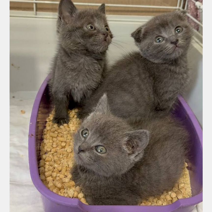 Котята в добрые руки