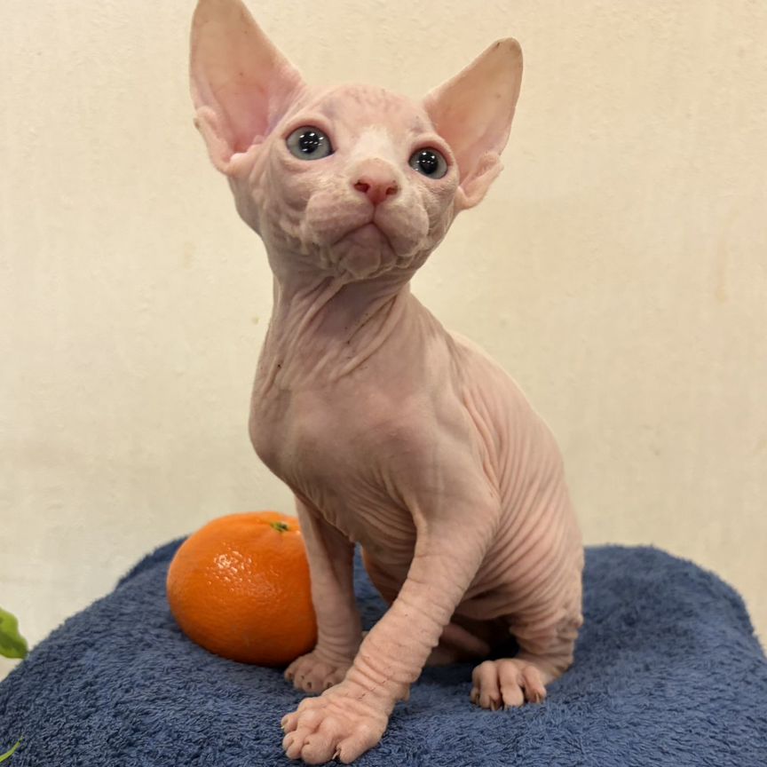 Канадский сфинкс котёнок