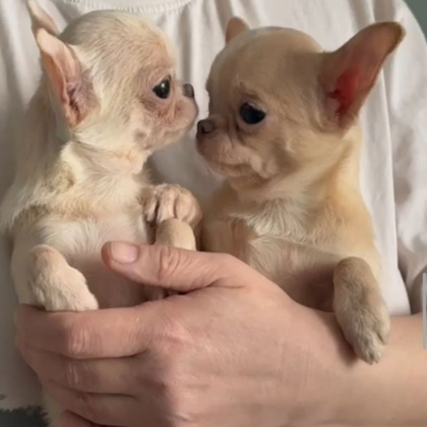 Чихуахуа, щенок