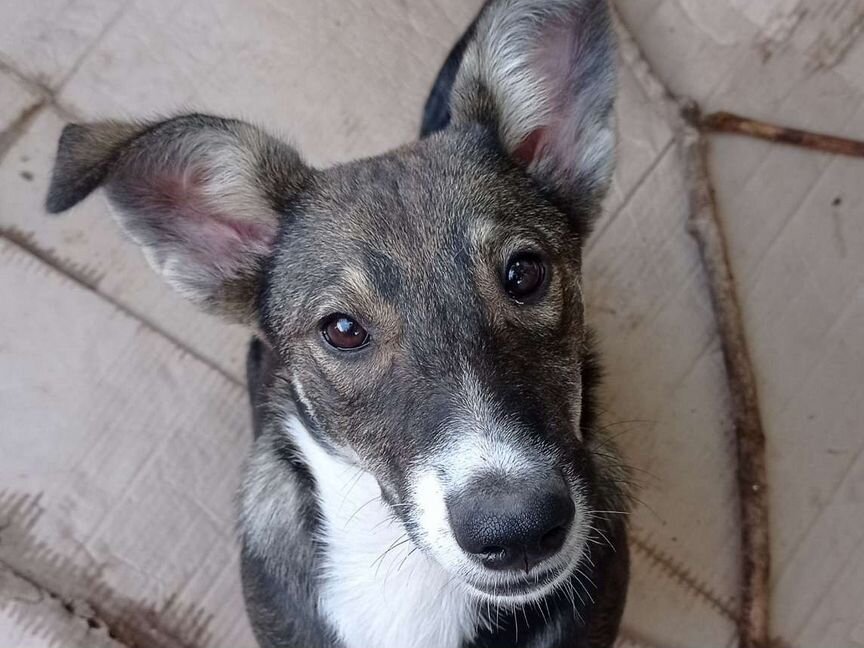 Лада,5 мес.на охрану