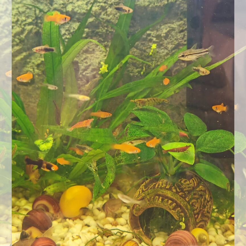 Аквариумные рыбки