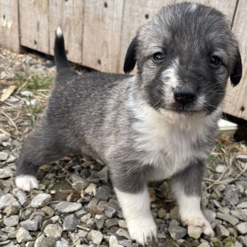 Среднеазиатская овчарка, щенок